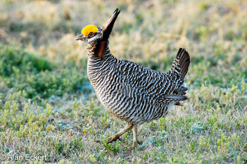 Lesser Prairie Chicken 4 | Alan Eckert Photography